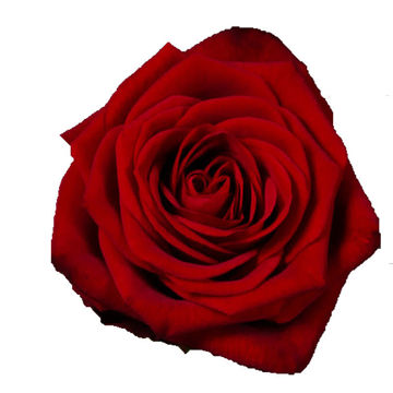 Flower Suppliers Wholesale Flowers Direct | Fresh Flowers & Foliage ...