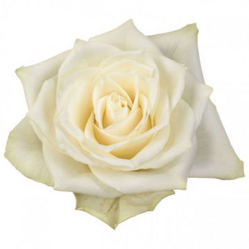 Rose Countdown | Wholesale Flowers | Standard Roses | Flower Suppliers
