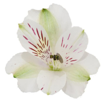 Alstroemeria Charmelia White | Wholesale Flowers | Alstroemeria ...