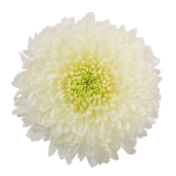 Chrysant. Disbud Salma | Cut Chrysanthemums | Flower Suppliers ...
