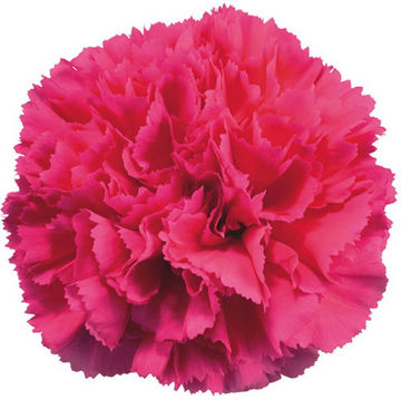 Buy wholesale cut Carnations online | Flower Suppliers | Wholesale ...