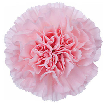 Buy wholesale cut Carnations online | Flower Suppliers | Wholesale ...