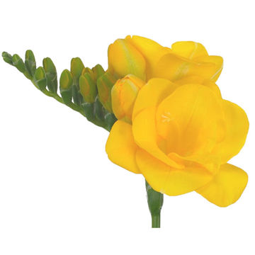Buy wholesale cut Freesia online | Flower Suppliers | Wholesale Flowers ...