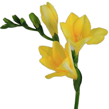 Freesia Soleil | Wholesale Flowers | Freesia | Flower Suppliers