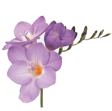 Buy wholesale cut Freesia online | Flower Suppliers | Wholesale Flowers ...