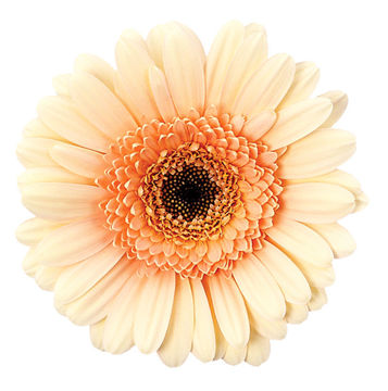 Germini Moet | Wholesale Flowers | Gerbera & Germini | Flower Suppliers