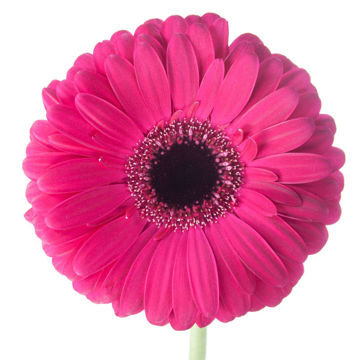 Germini | Wholesale Cut Flowers Direct