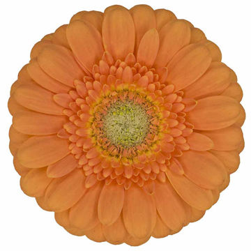 Germini Lobby | Cut Germini | Flower Suppliers Wholesale Flowers Direct