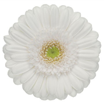 Germini Kermit | Wholesale Flowers | Gerbera & Germini | Flower Suppliers