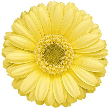 Germini | Flower Suppliers | Wholesale Flowers & Foliage