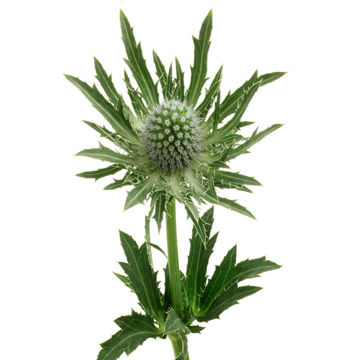 Eryngium Orion | Wholesale Cut Flowers Direct