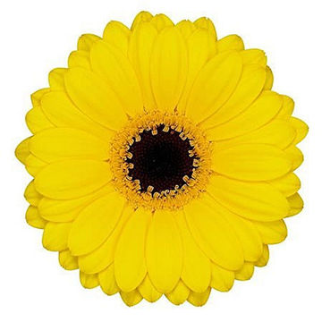 Buy wholesale cut Gerbera & Germini online | Wholesale Cut Flowers Direct