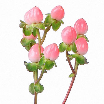 Hypericum Coco Gelato | Fresh Hypericum | Wholesale Hypericum on Flower ...