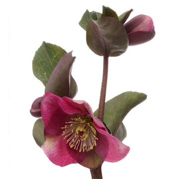 Helleborus Magnificent Bells | Wholesale Flowers | Helleborus | Flower ...