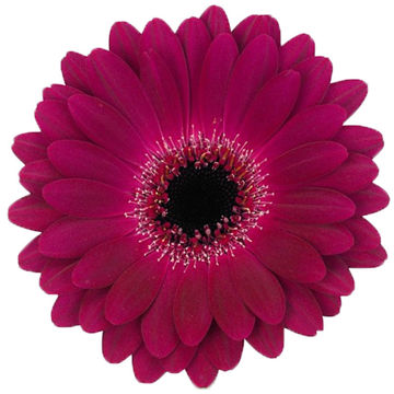 Germini Lobby | Cut Germini | Flower Suppliers Wholesale Flowers Direct