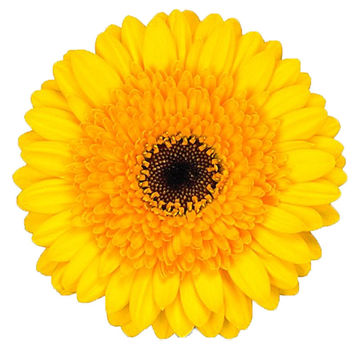 Germini | Flower Suppliers | Wholesale Flowers & Foliage