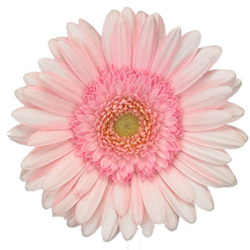 Germini Lobby | Wholesale Flowers | Germini | Flower Suppliers