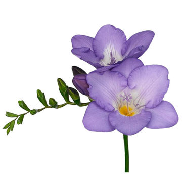 Freesia Rosario | Wholesale Flowers | Freesia | Flower Suppliers