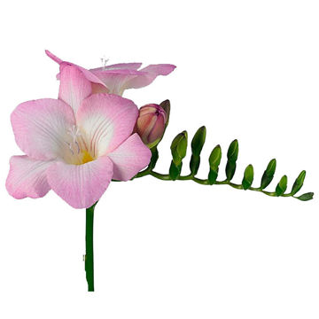 Buy wholesale cut Freesia online | Flower Suppliers | Wholesale Flowers ...