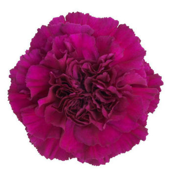 Carnation Moon Tea | Wholesale Flowers | Carnations | Flower Suppliers
