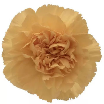 Carnation Lege Marron | Wholesale Flowers | Bloom Carnations | Flower ...