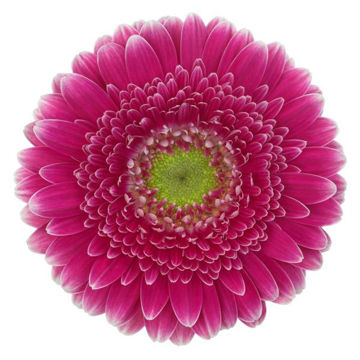 Buy wholesale cut Gerbera & Germini online | Wholesale Cut Flowers Direct