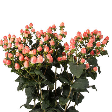 Hypericum Coco Gelato | Fresh Hypericum | Wholesale Hypericum on Flower ...