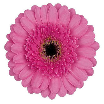 Buy wholesale cut Gerbera & Germini online | Wholesale Cut Flowers Direct