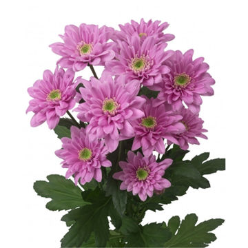 Buy wholesale cut Chrysanthemums online | Flower Suppliers | Wholesale ...