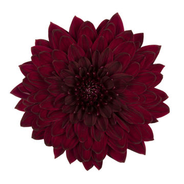 Buy wholesale cut Chrysanthemums online | Flower Suppliers | Wholesale ...