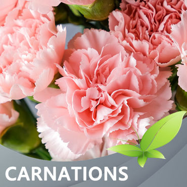 Flower Suppliers Wholesale Flowers Direct | Fresh Flowers & Foliage ...