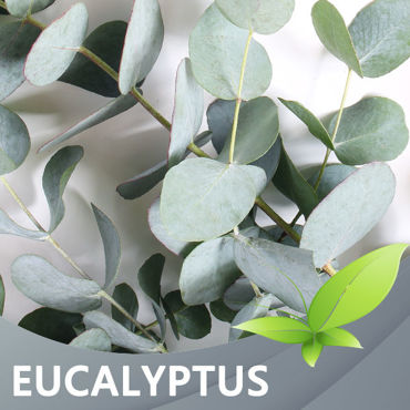 Germini | Flower Suppliers | Wholesale Flowers & Foliage