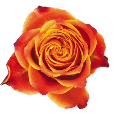 Rose Copacabana | Wholesale Flowers | Standard Roses | Flower Suppliers