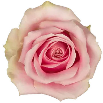 Rose Sweet Avalanche | Wholesale Flowers | Standard Roses | Flower ...