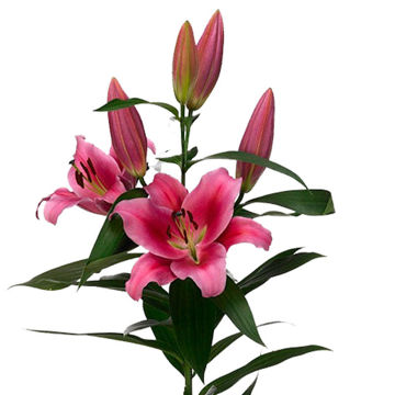 Buy wholesale cut Lilium (Lilies) online | Flower Suppliers | Wholesale ...