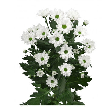 Chrysant. Santini Krissi | Wholesale Flowers | Santini Chrysanthemums ...