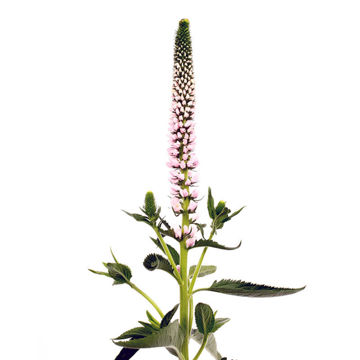 Veronica Spray Fountain | Wholesale Flowers | Veronica | Flower Suppliers