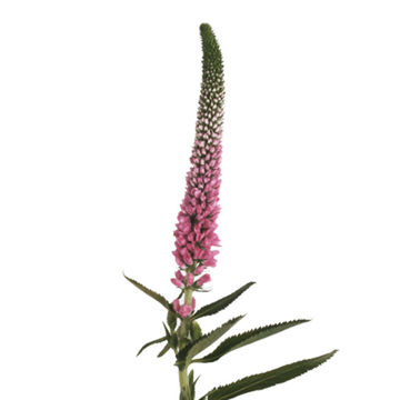 Veronica Spray Fountain | Wholesale Flowers | Veronica | Flower Suppliers