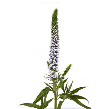 Veronica Spray Fountain | Wholesale Flowers | Veronica | Flower Suppliers