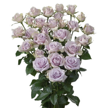 Rose Bounty Way | Wholesale Flowers | Roses | Flower Suppliers