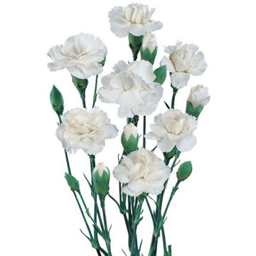 Carnation Diletta Cream | Cut Carnations | Flower Suppliers Wholesale ...