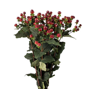Hypericum Lucky Romance | Fresh Hypericum | Wholesale Hypericum on ...