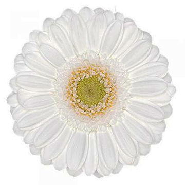 Buy wholesale cut Gerbera & Germini online | Flower Suppliers ...