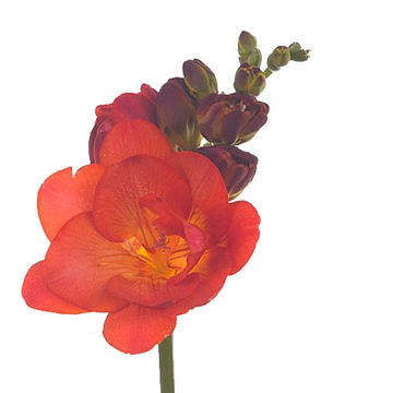 Freesia Palermo | Wholesale Flowers | Freesia | Flower Suppliers