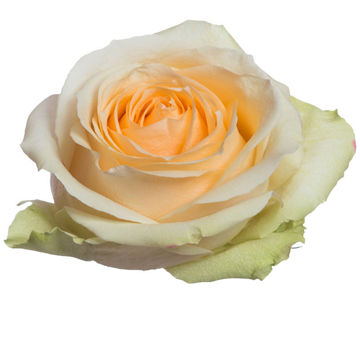 Rose Sweet Avalanche | Wholesale Flowers | Standard Roses | Flower ...