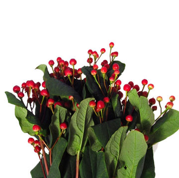Hypericum | Flower Suppliers | Wholesale Flowers & Foliage