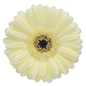 Germini Moet | Wholesale Flowers | Gerbera & Germini | Flower Suppliers
