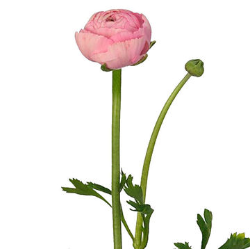 Ranunculus Aazur LIght Pink | Cut Ranunculus | Flower Suppliers ...