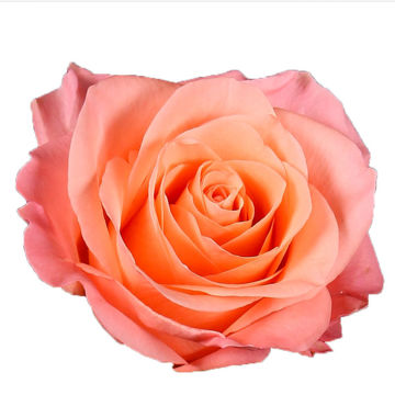 Rose Garden Barbarella | Cut Roses | Flower Suppliers Wholesale Flowers ...