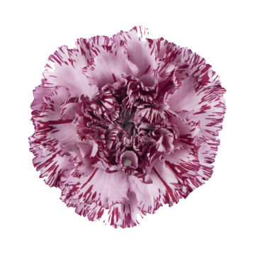 Buy wholesale cut Carnations online | Flower Suppliers | Wholesale ...